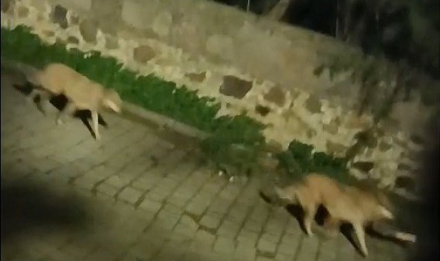 Bodrum'da kurt sürüsü görüntülendi - Gündem - Bursa'nın ilk ve tek ...